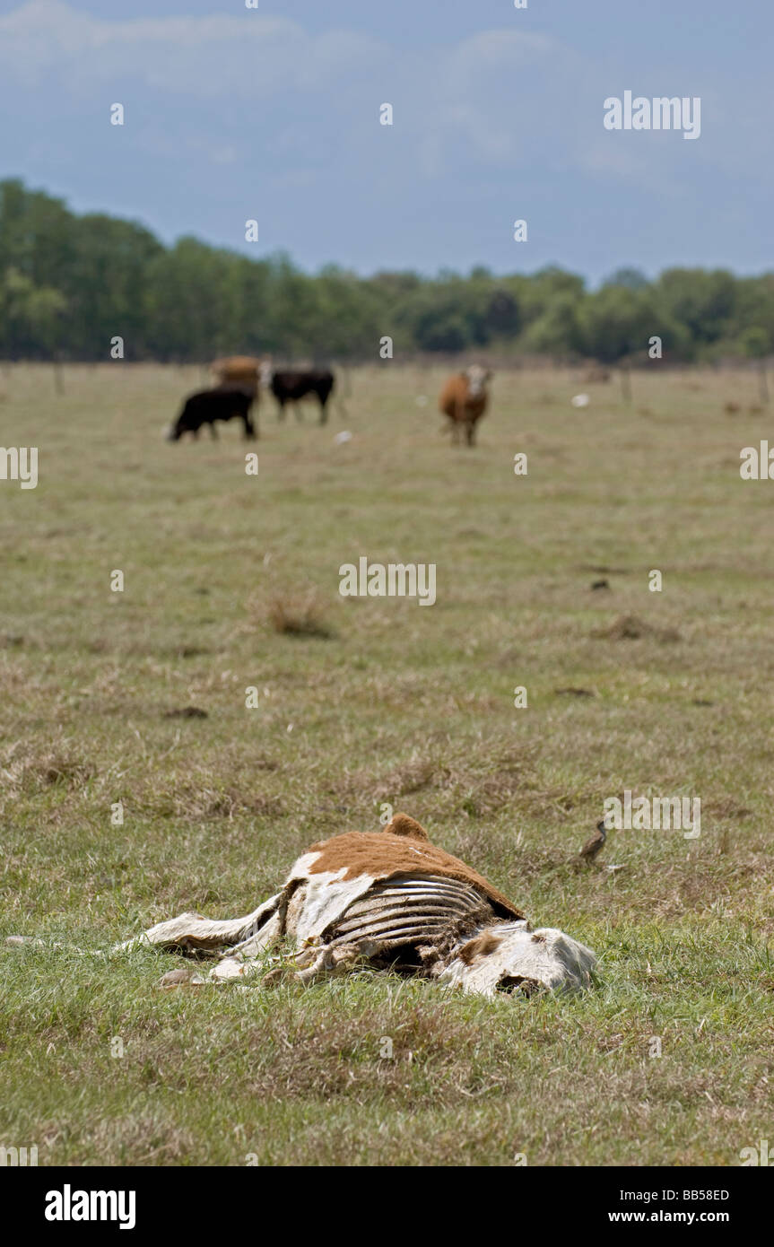 Cattle death hi-res stock photography and images - Alamy