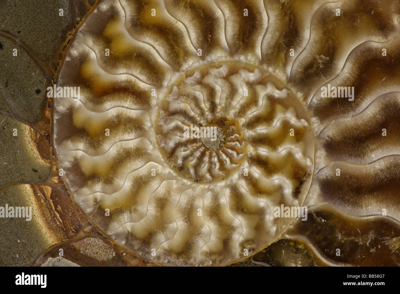 Fossil Ammonite (Cleoniceras spp) Upper Early Cretaceous - Albian Stage ...