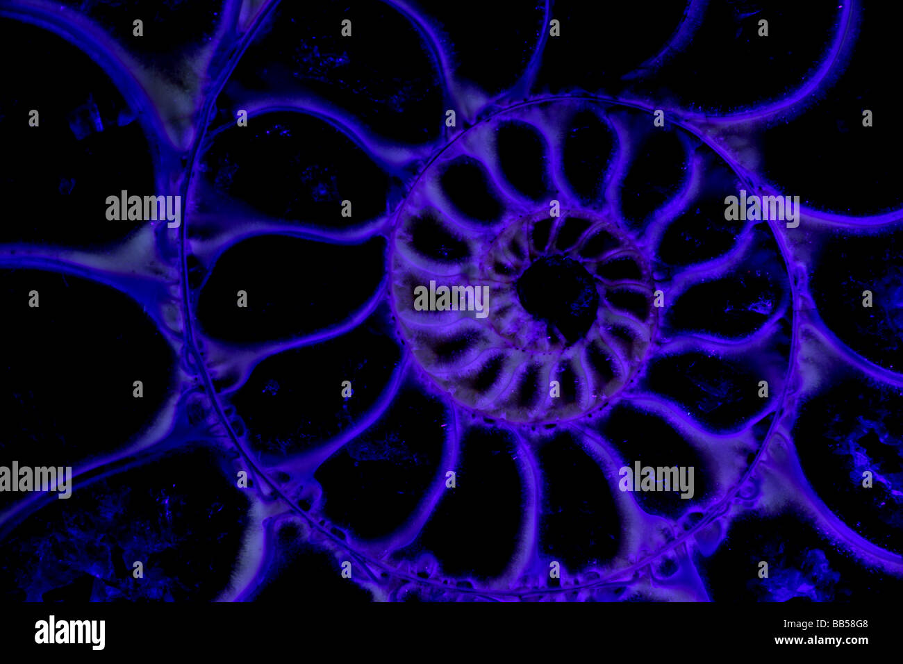 Fossil Ammonite (Desmoceras spp) Upper Early Cretaceous - Albian Stage ...