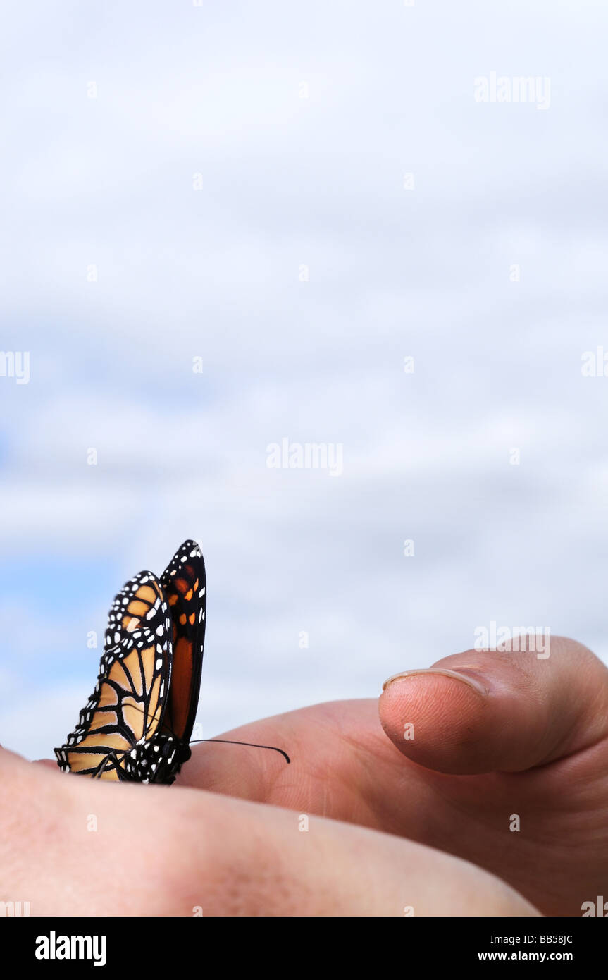 Live Monarch butterfly on male hand Stock Photo - Alamy