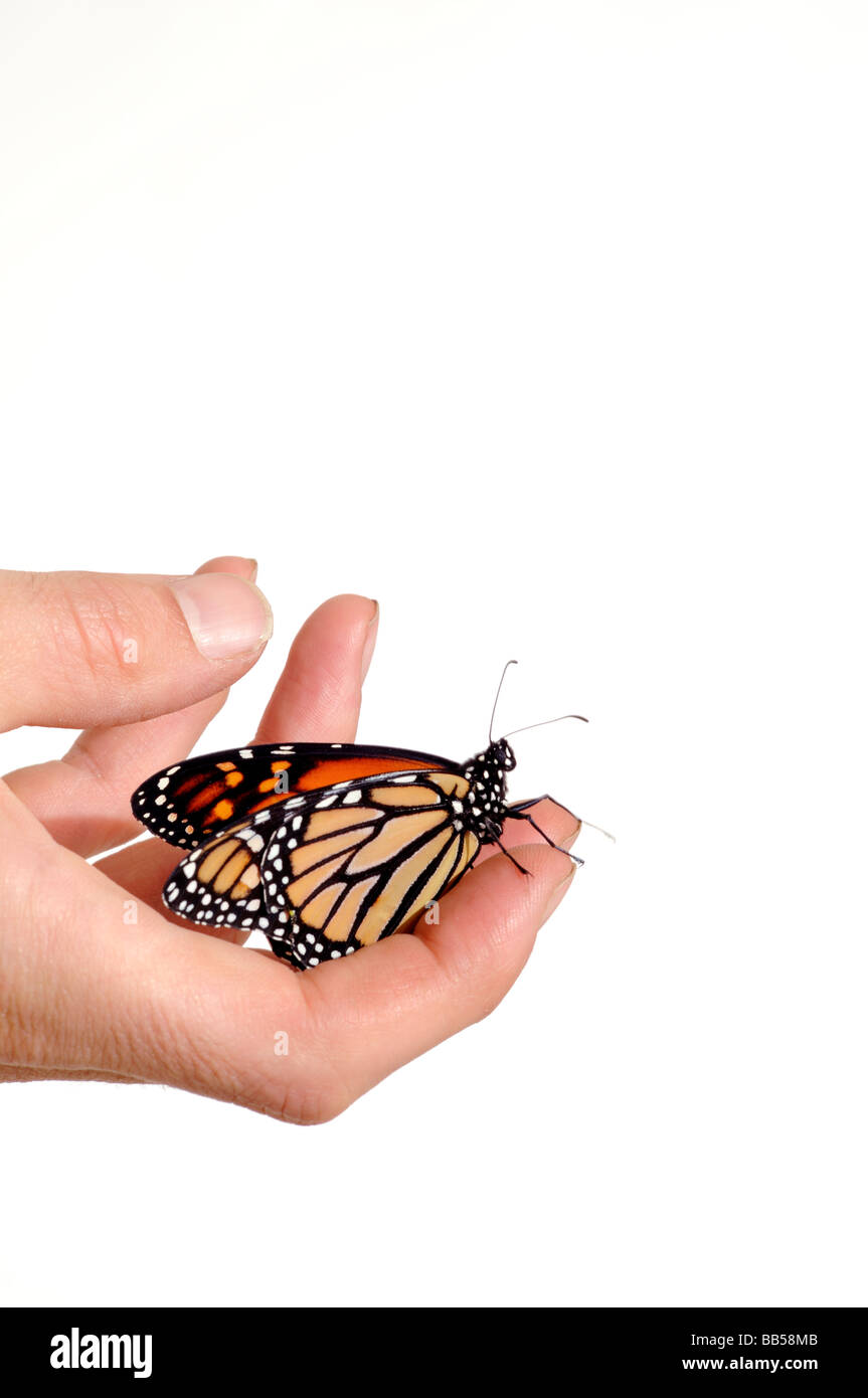 Live Monarch butterfly on male hand Stock Photo - Alamy
