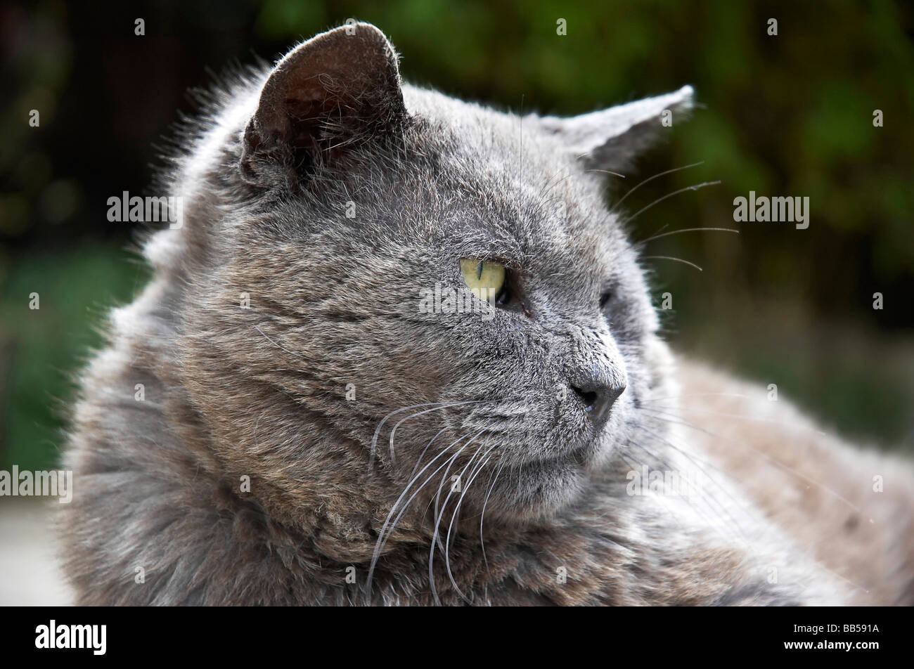 Old gray cat Stock Photo - Alamy