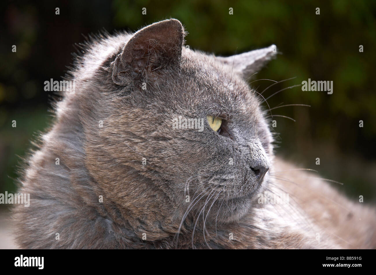 Old gray cat Stock Photo - Alamy