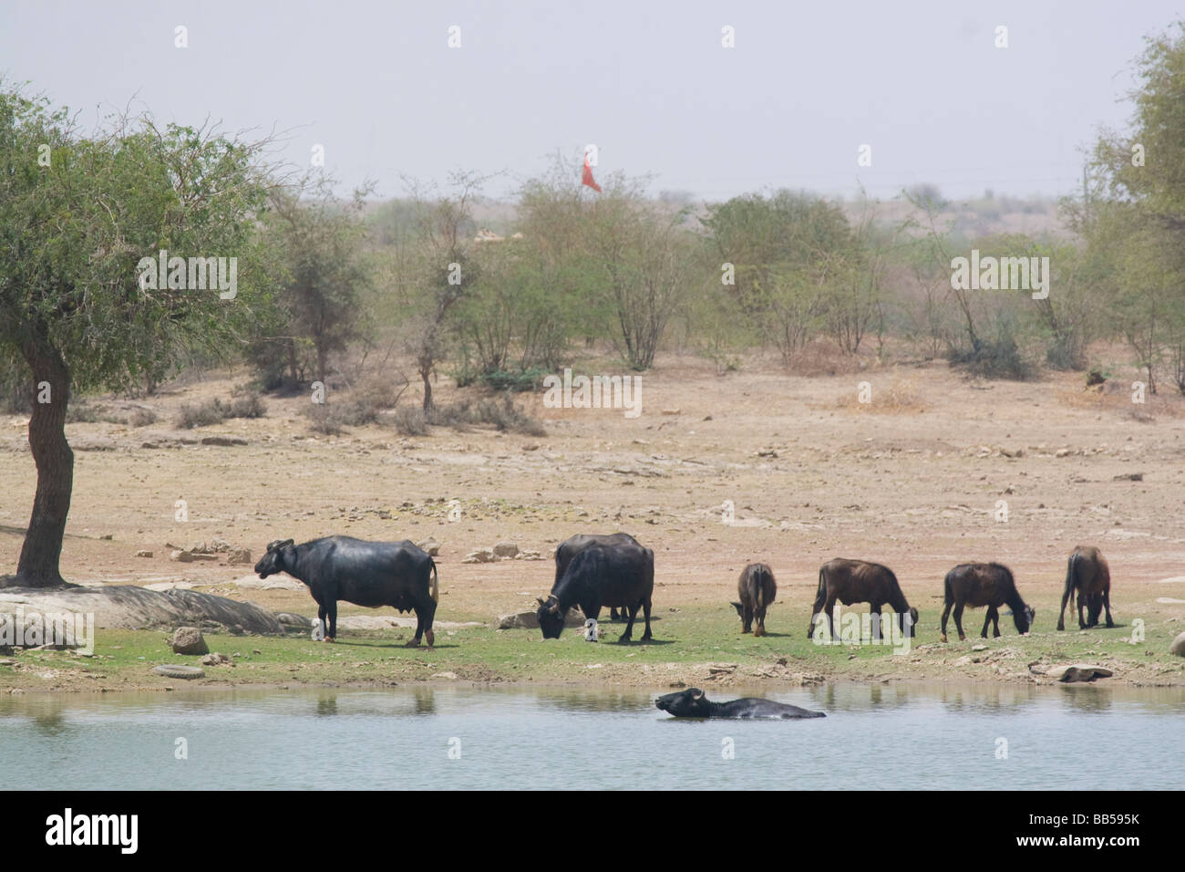 India Rajasthan Jaisalmer Water buffalo on the shore of Gadi Sagar lake ...