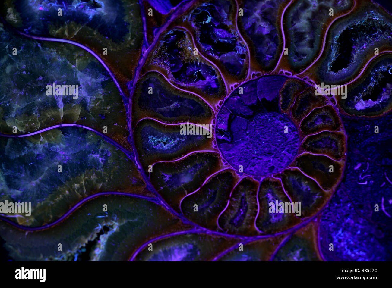 Fossil Ammonite (Cleoniceras spp) Upper Early Cretaceous - Albian Stage ...