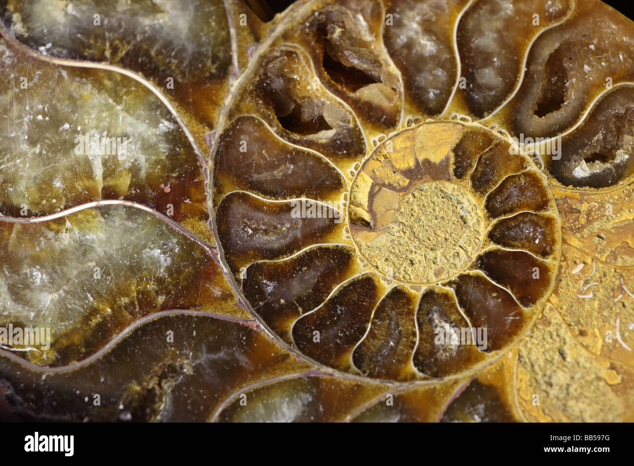 Fossil Ammonite (Cleoniceras spp) Upper Early Cretaceous - Albian Stage ...