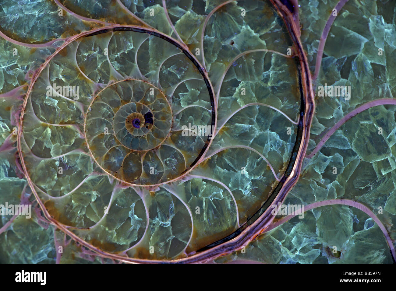 Ammonite hi-res stock photography and images - Alamy