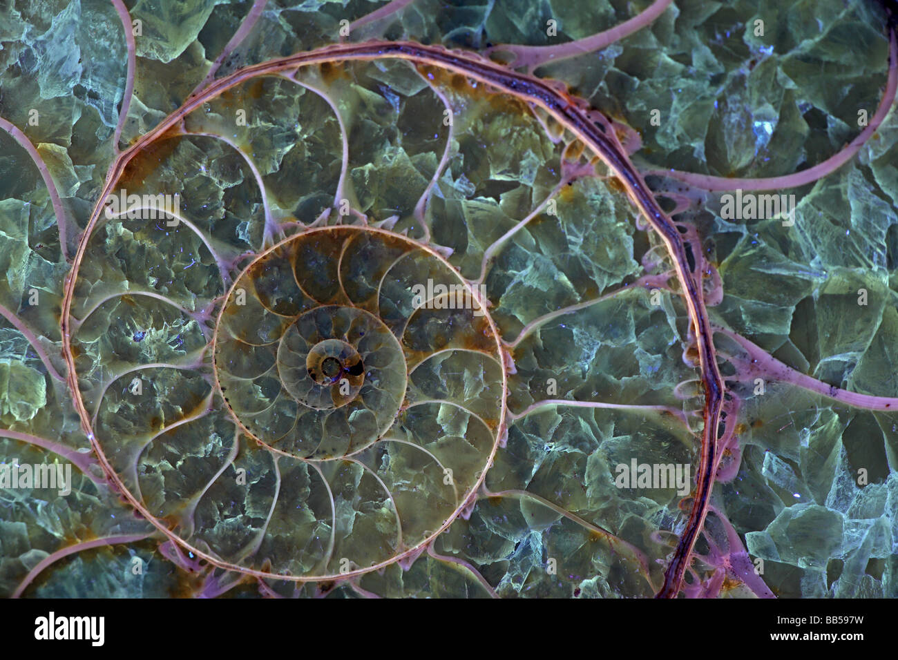 Fossil Ammonite (Desmoceras spp) Upper Early Cretaceous - Albian Stage ...