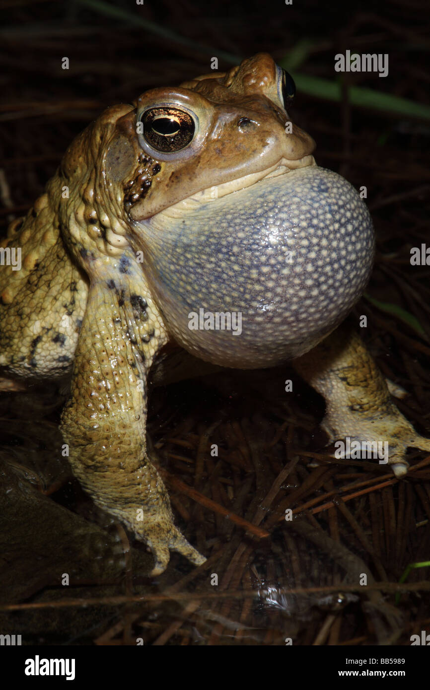 American Toad (Bufo americanus) Male calling to attract female - New ...