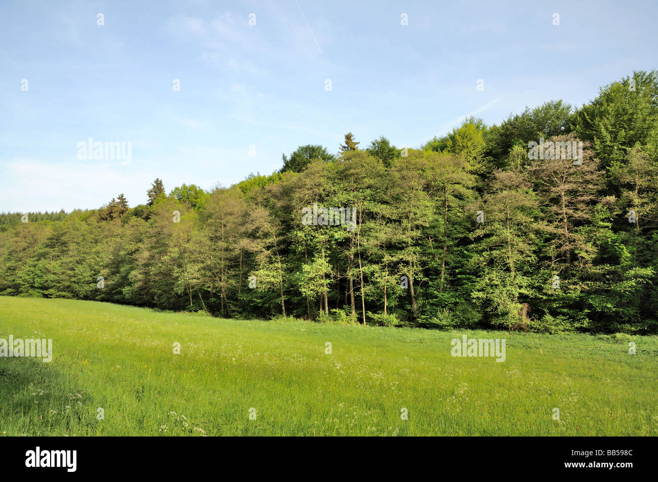 Mixed forest in Hesse, Germany Stock Photo - Alamy
