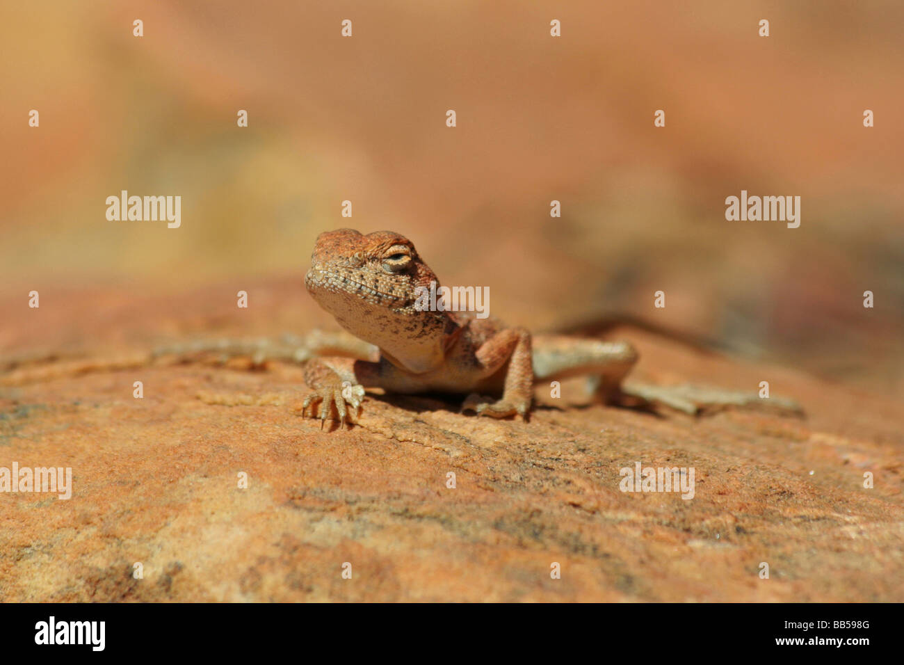 Ausrtalia hi-res stock photography and images - Alamy