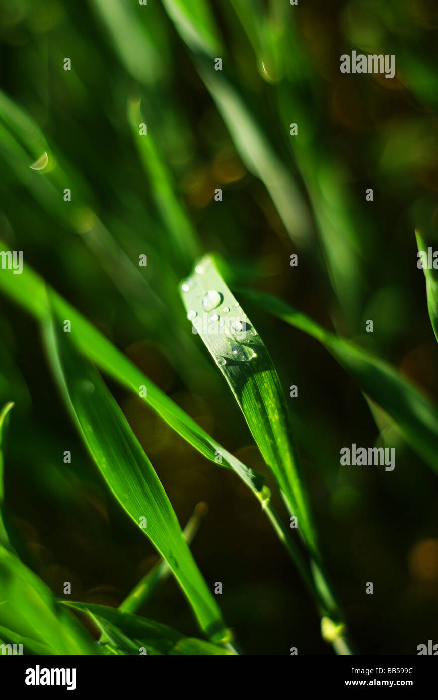 Drop water on grass Stock Photo - Alamy