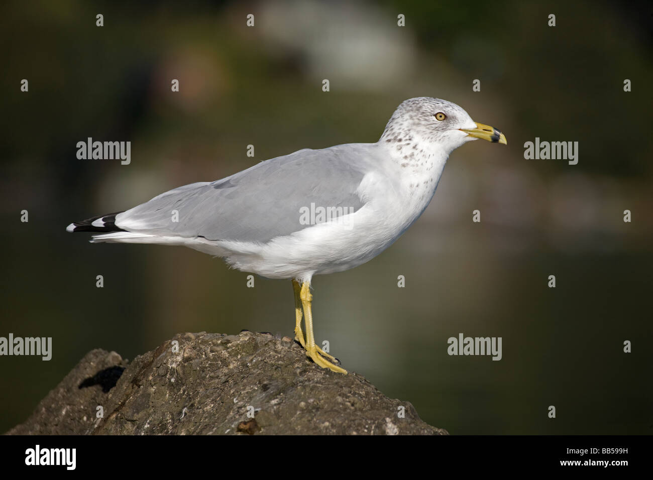Ring billed gull stands hi-res stock photography and images - Alamy