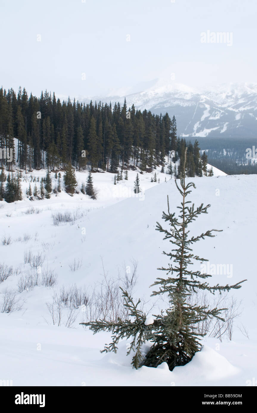 Fir trees in a snowy landscape in the Banff National Park in Canada ...
