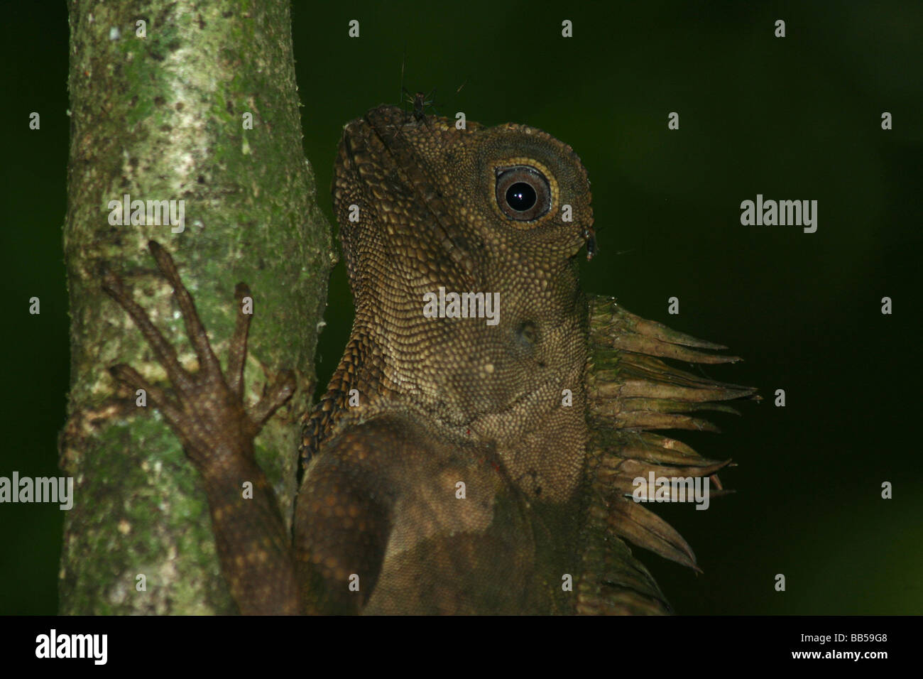 Anglehead lizard hi-res stock photography and images - Alamy