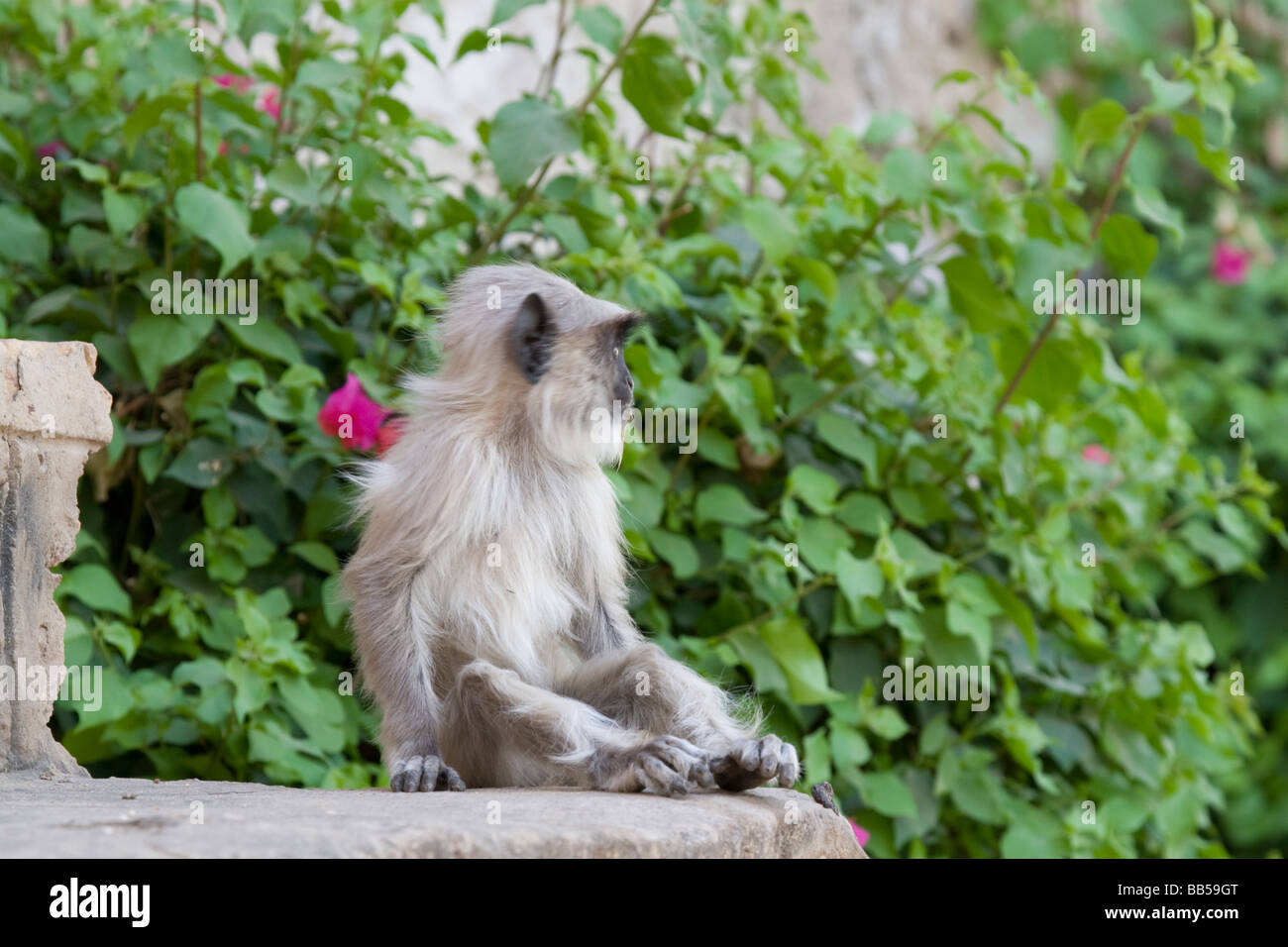 India Rajasthan Pushkar Monkeys on the shore of the lake Stock Photo ...