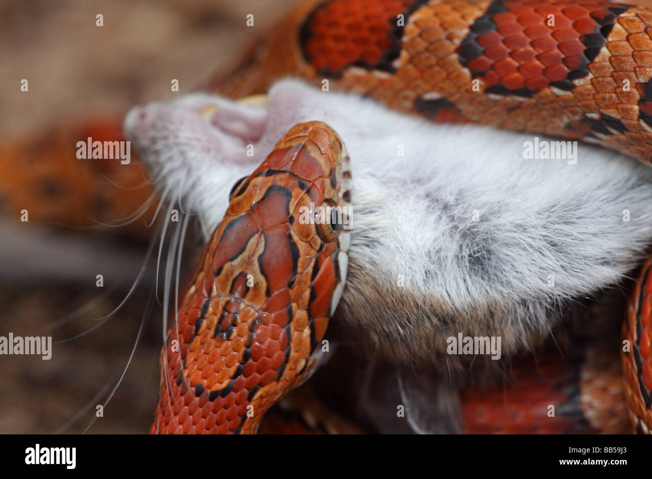 Corn Snake (Pantherophis guttatus) - captive - swallowing a mouse ...