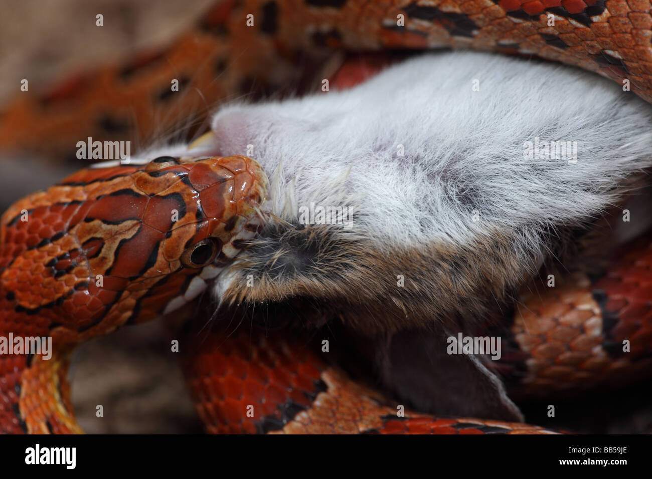 Corn Snake (Pantherophis guttatus) - captive - swallowing a mouse ...