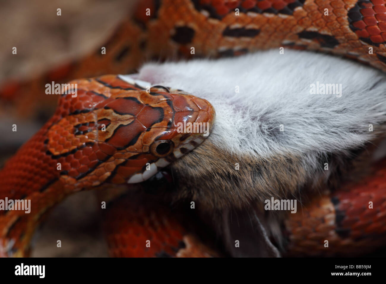 A corn snake eating a mouse hi-res stock photography and images - Alamy