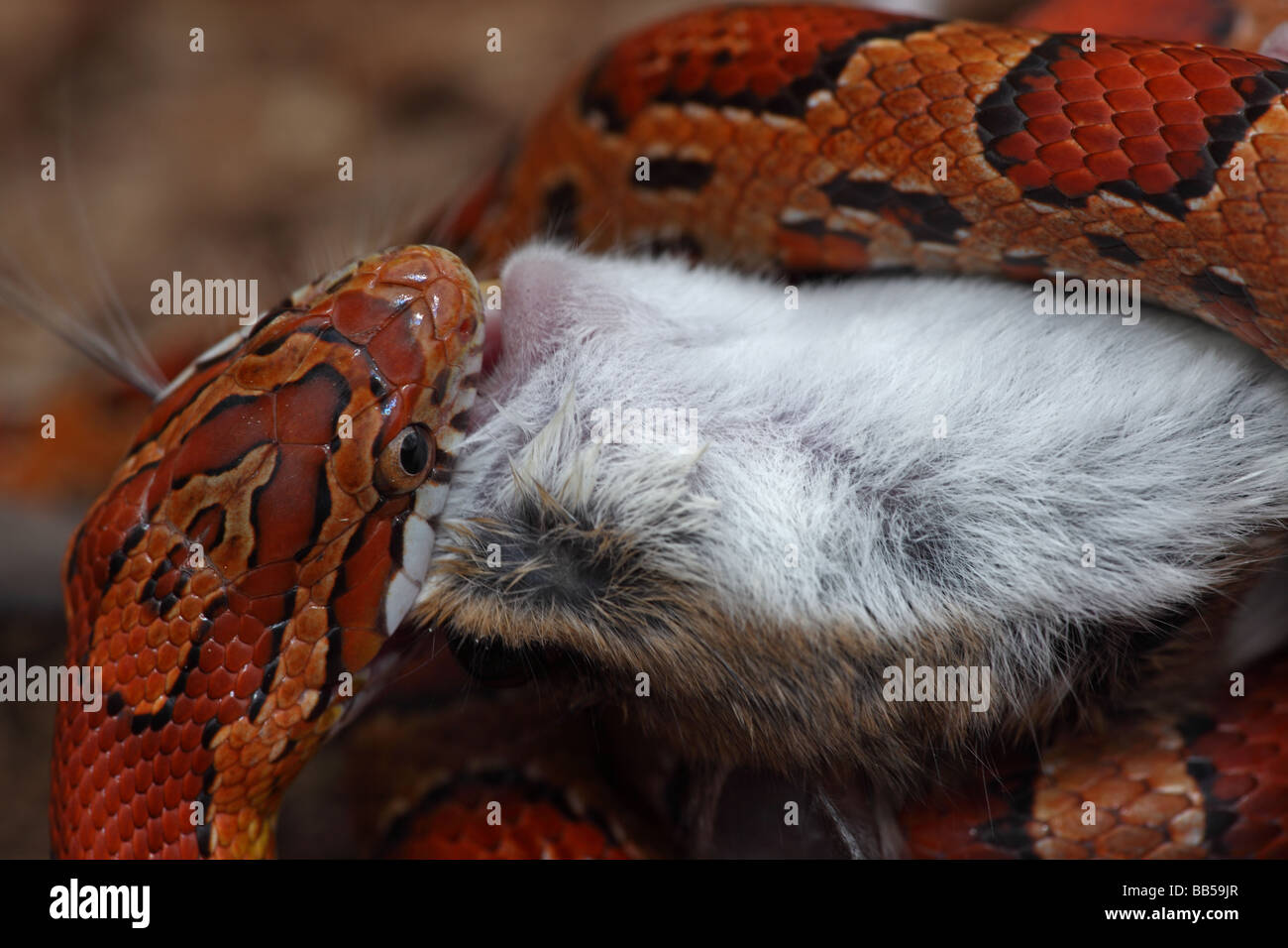 Corn Snake (Pantherophis guttatus) - captive - swallowing a mouse ...