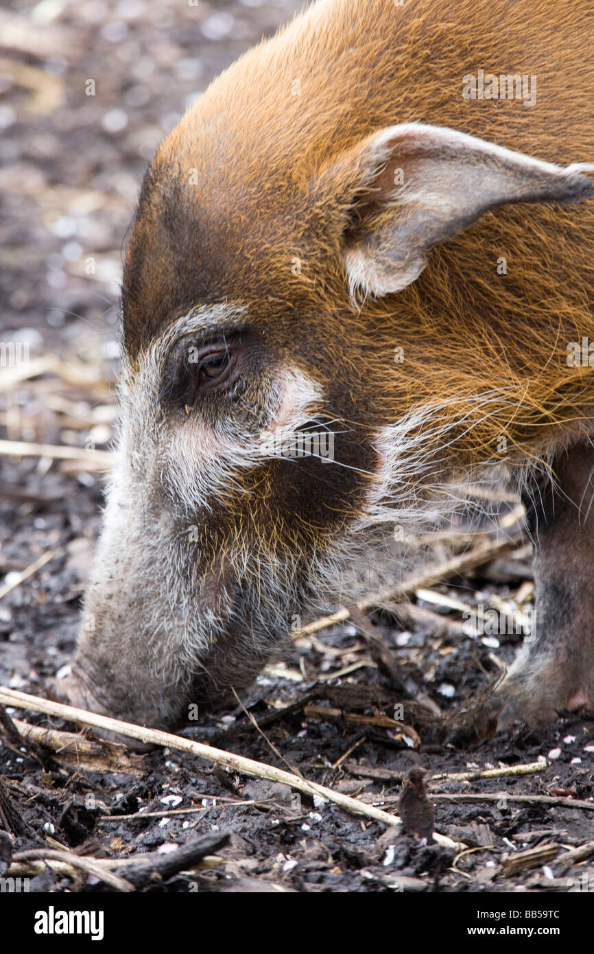 Red River Hog Stock Photo - Alamy