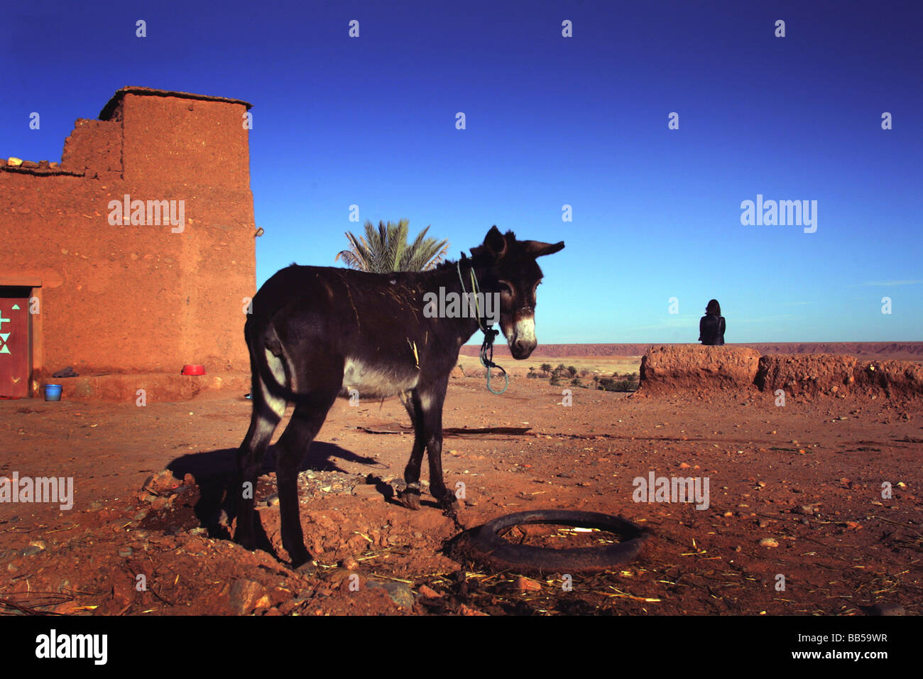 Donkey with a building in the background, Morocco Stock Photo - Alamy