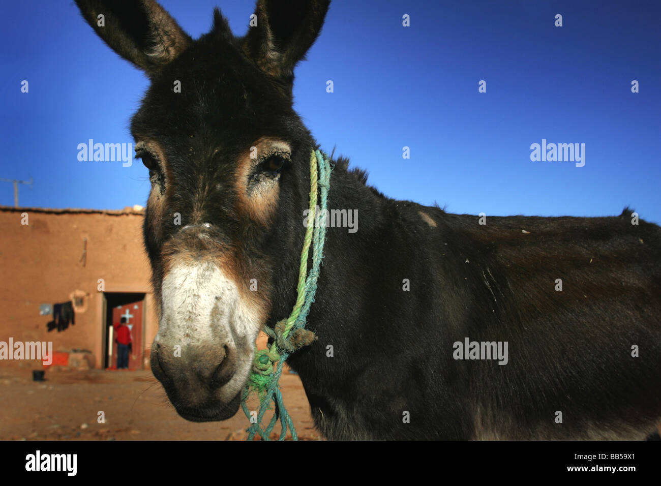 Donkey with a clear blue sky hi-res stock photography and images - Alamy