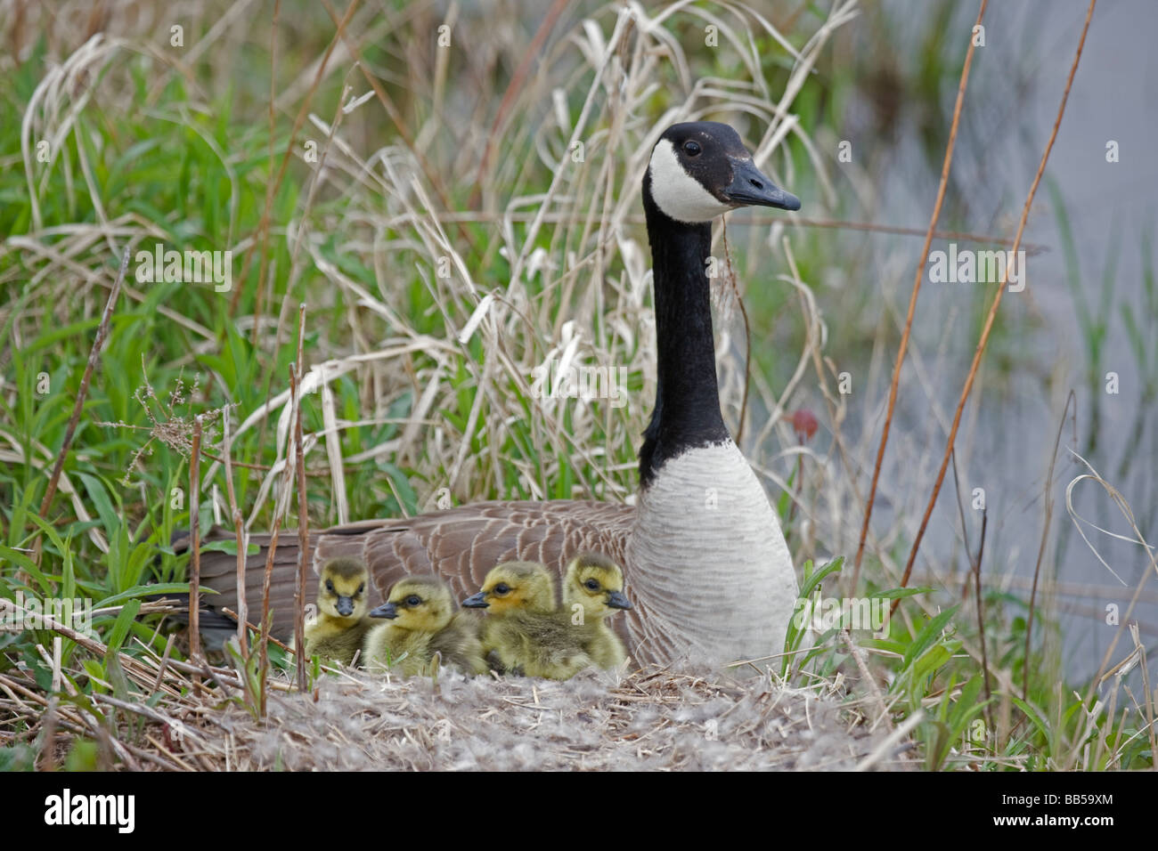 Canada Goose (Branta canadensis) Mother on nest with newly hatched ...