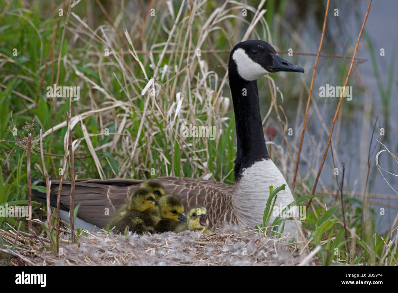 Canada Goose (Branta canadensis) Mother on nest with newly hatched ...