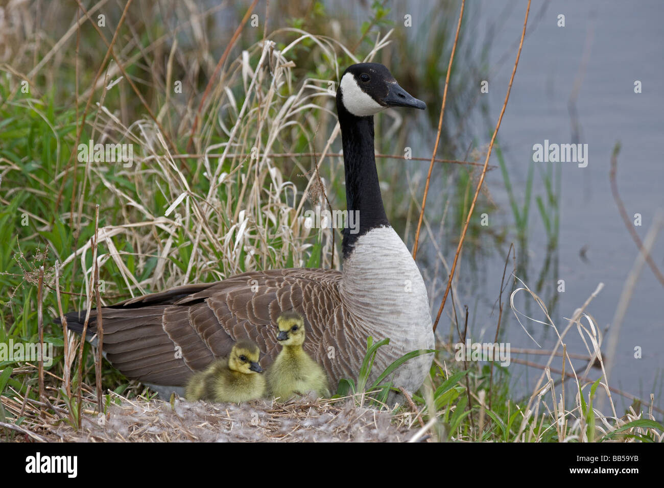 Canada Goose (Branta canadensis) Mother on nest with newly hatched ...