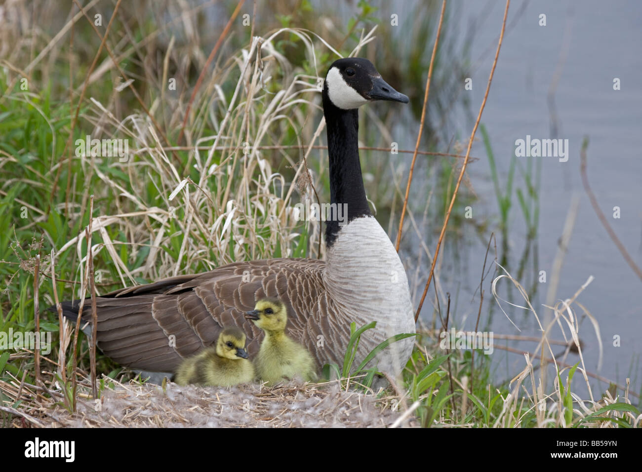 Canada Goose (Branta canadensis) Mother on nest with newly hatched ...