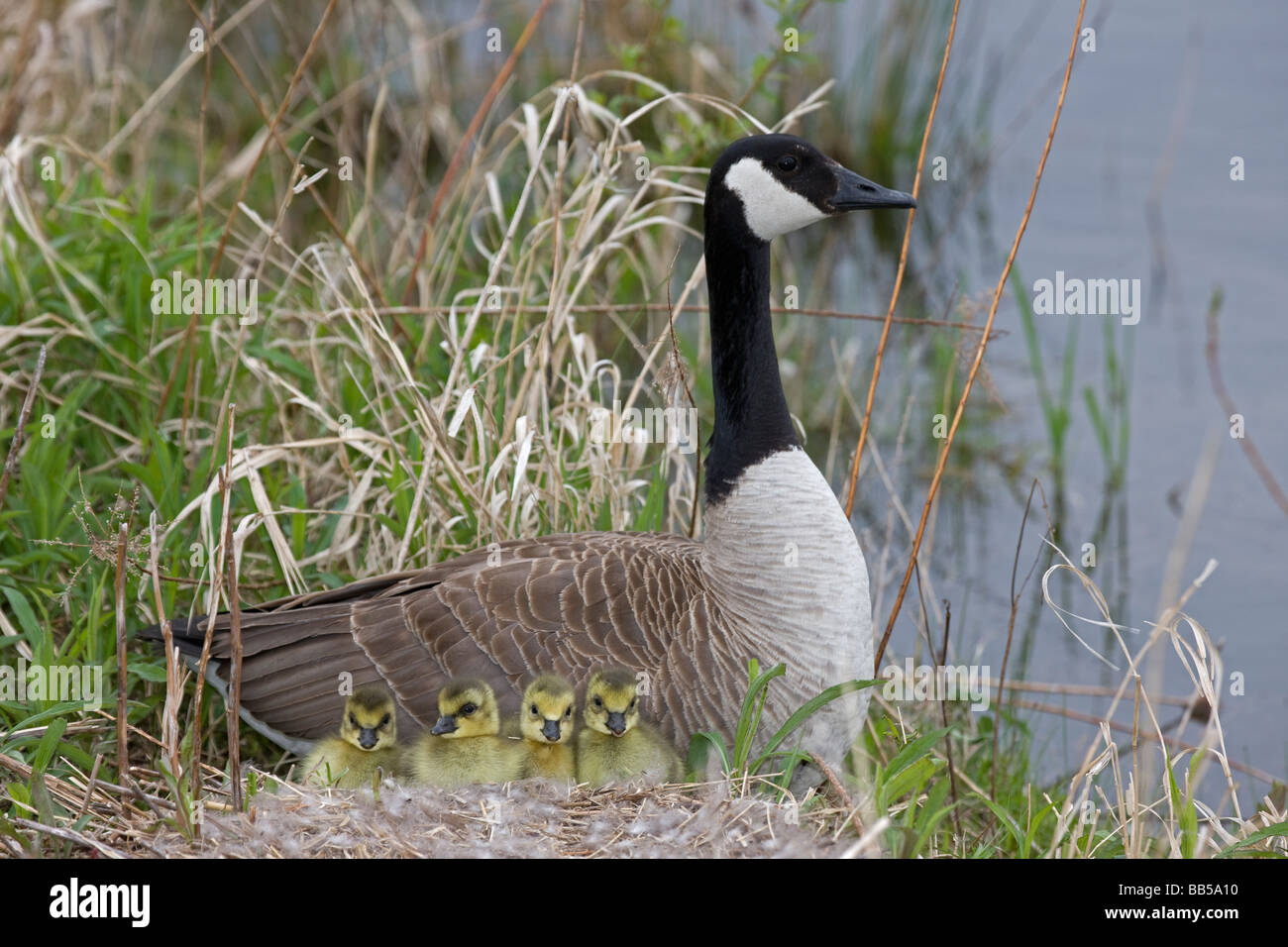 Canada Goose (Branta canadensis) Mother on nest with newly hatched ...