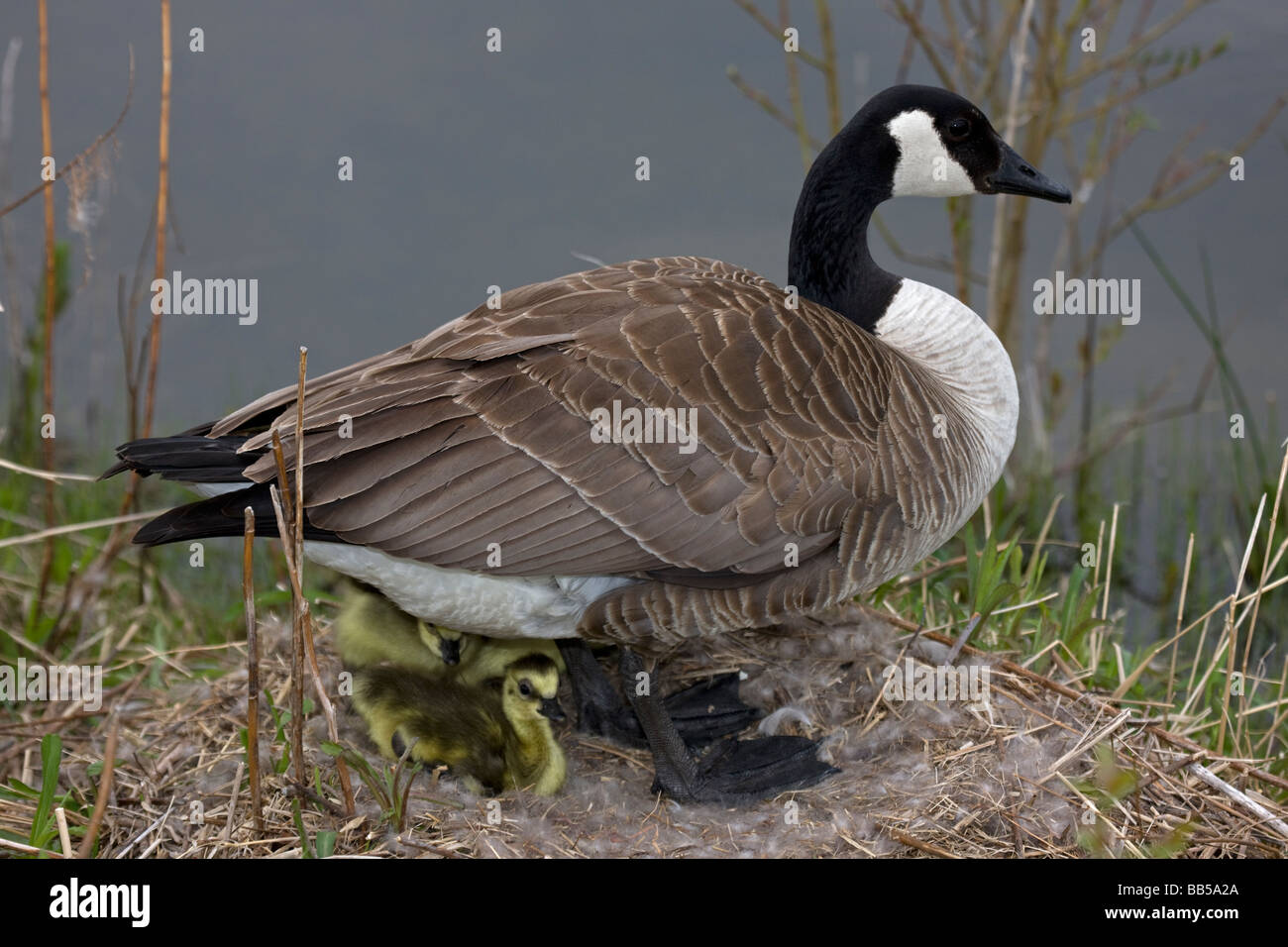 Canada Goose (Branta canadensis) Mother on nest with newly hatched ...
