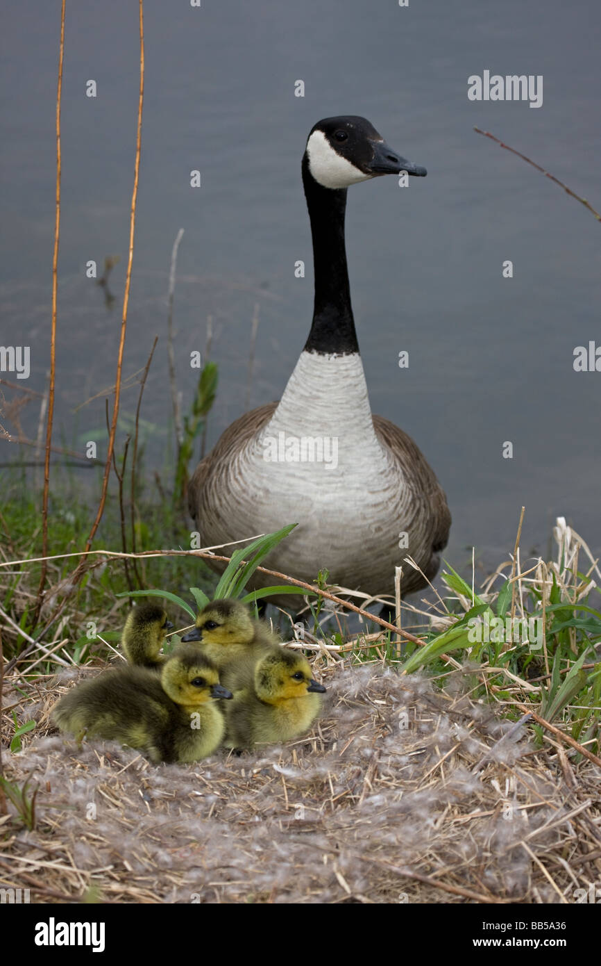 Canada Goose (Branta canadensis) Mother on nest with newly hatched ...