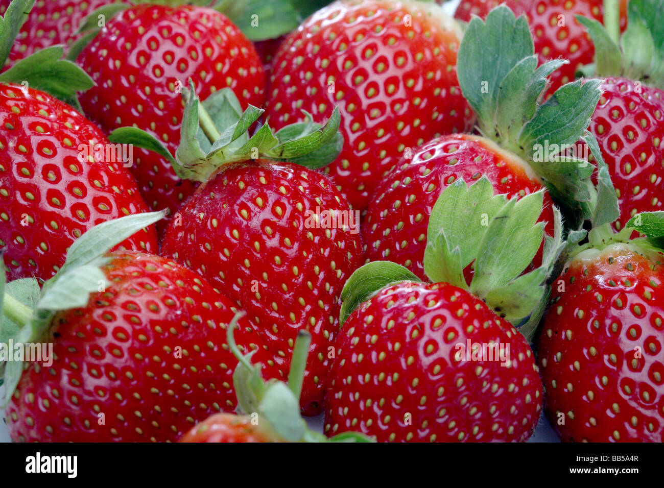 Fruits of the forrest hi-res stock photography and images - Alamy