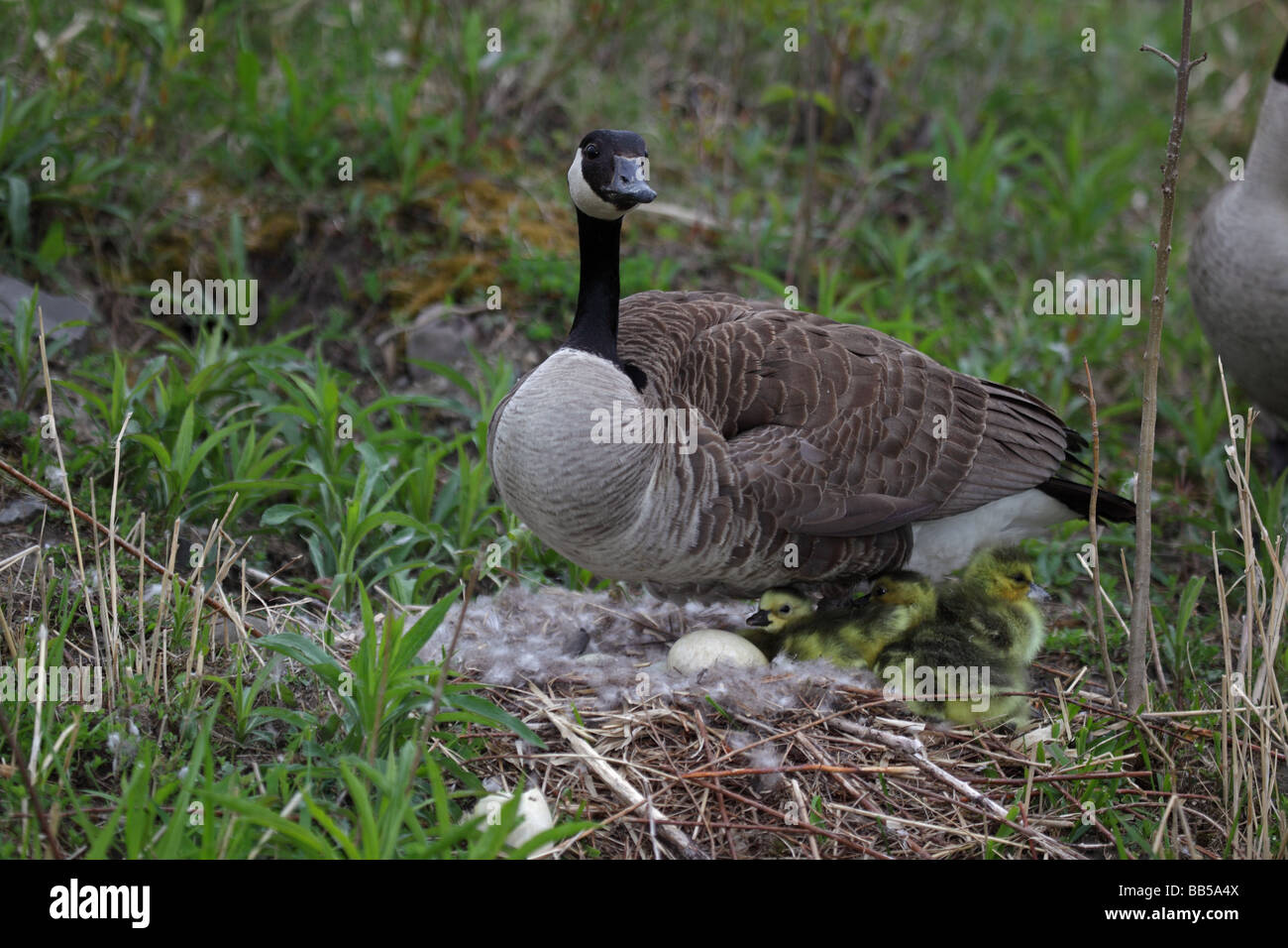 Canada Goose (Branta canadensis) Mother on nest with young - New York ...