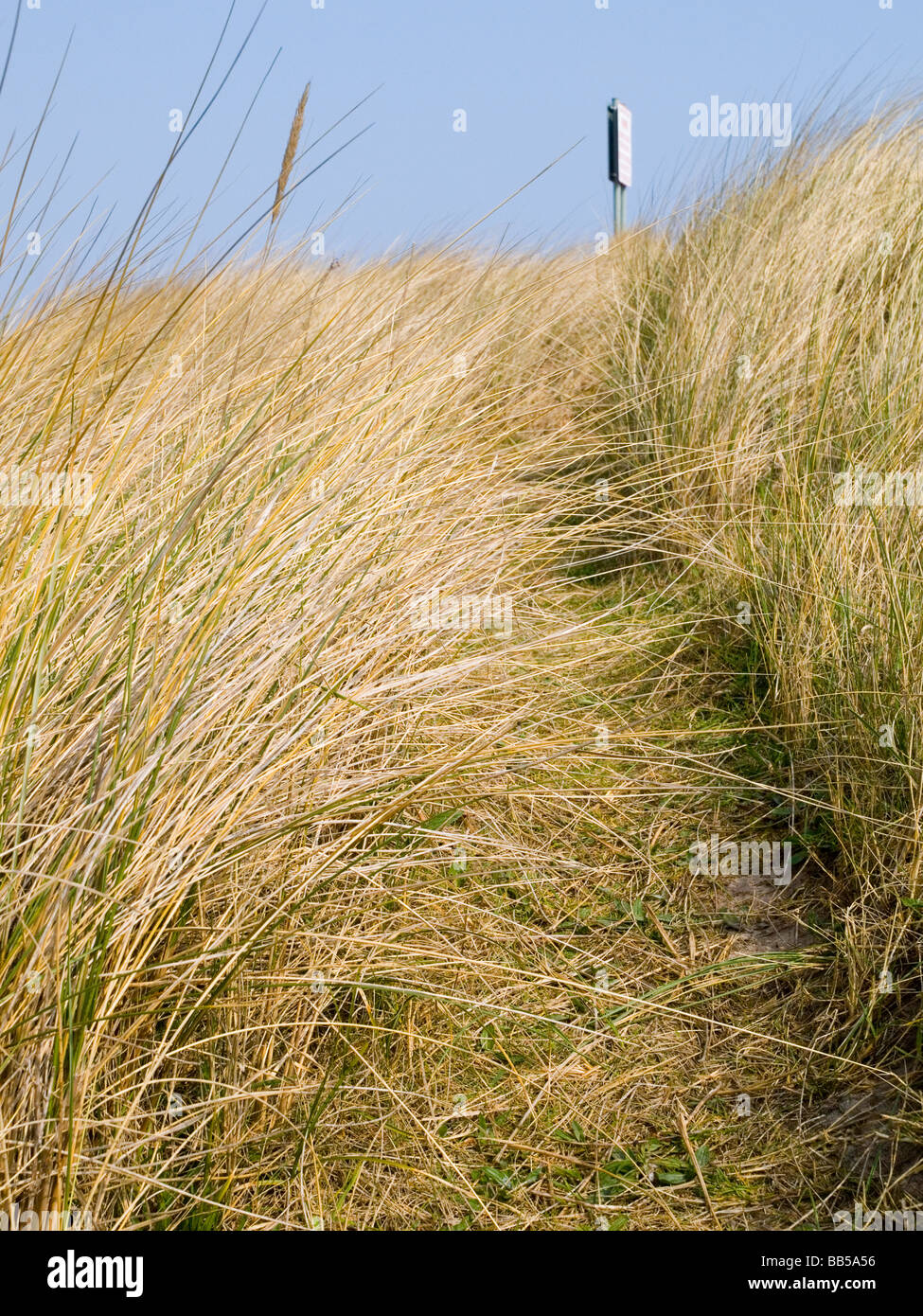 A path through the long grass leading to the beach at Alnmouth, a ...