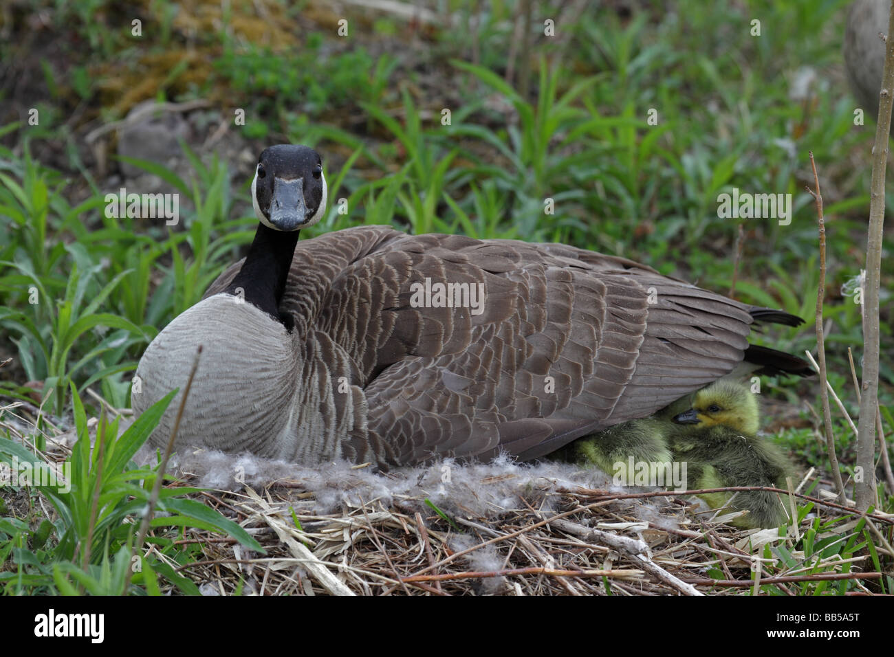 Canada Goose (Branta canadensis) Mother on nest with young - New York ...