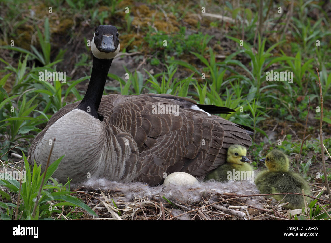Canada Goose (Branta canadensis) Mother on nest with young - New York ...