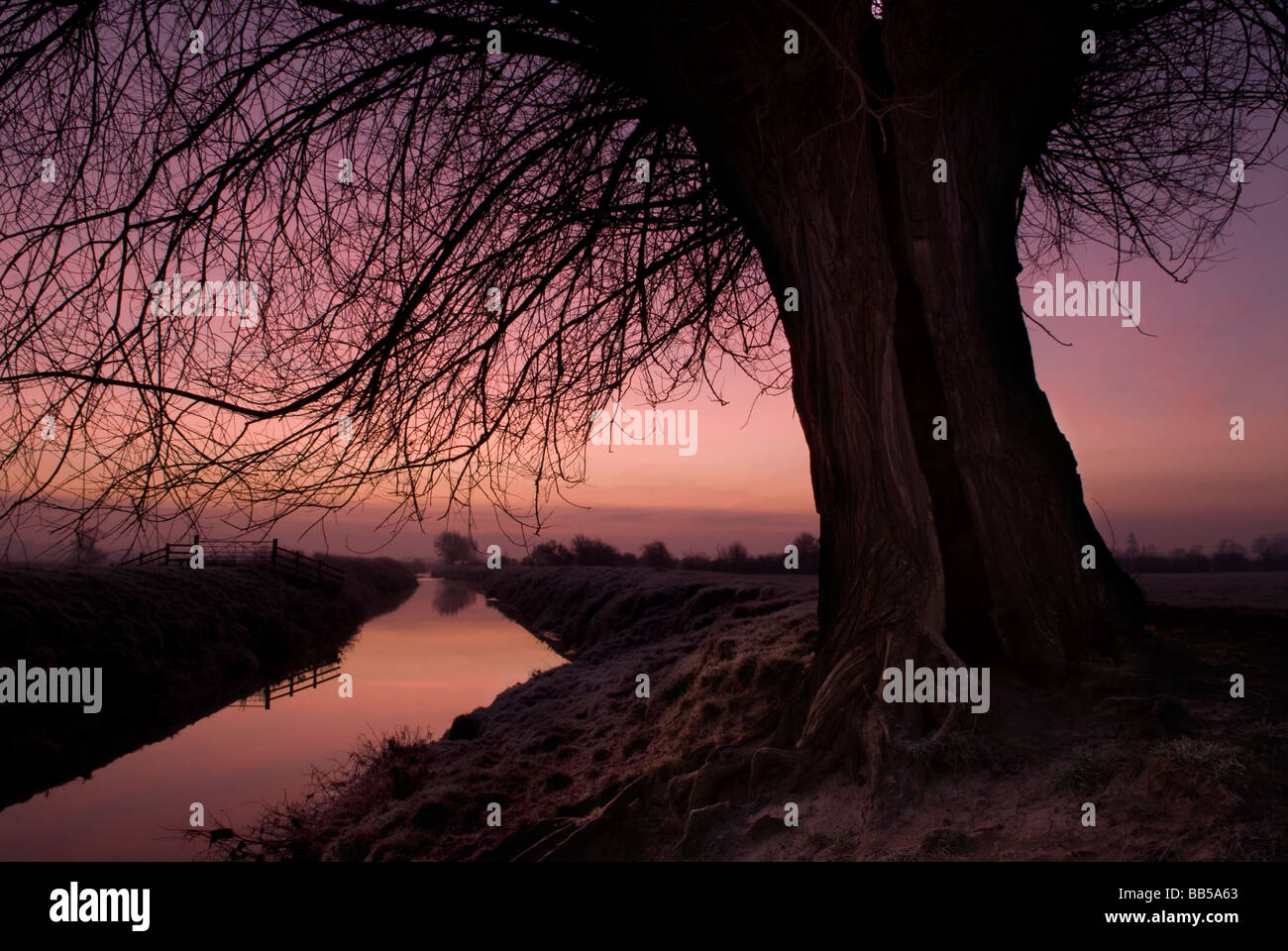 A cracked Withy tree on the banks of the river Brue before the sun ...