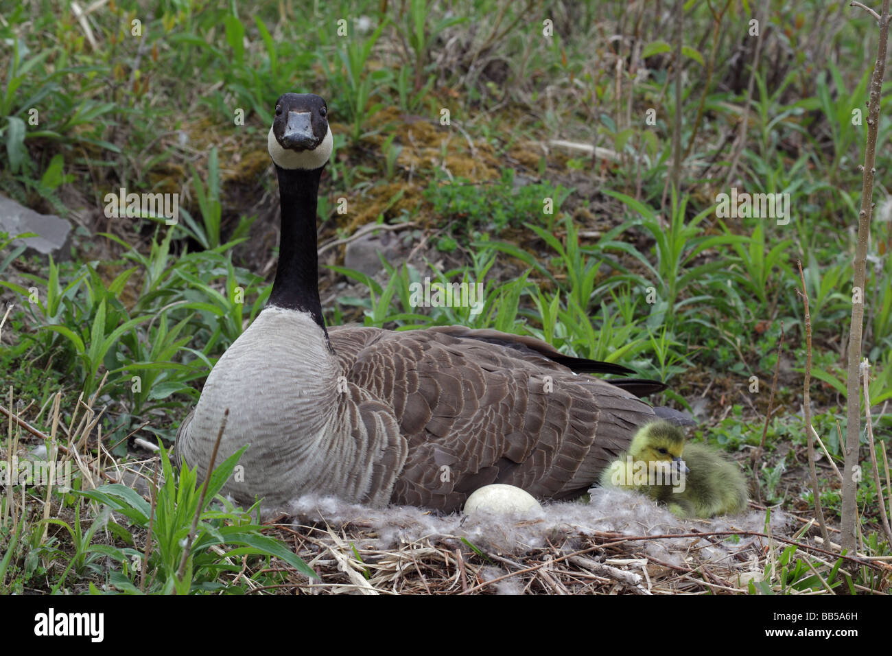 Canada Goose (Branta canadensis) Mother on nest with young - New York ...