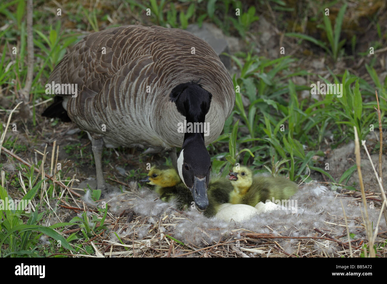 Canada Goose (Branta canadensis) Mother on nest with young - New York ...
