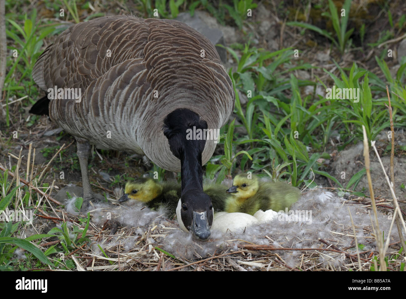 Canada Goose (Branta canadensis) Mother on nest with young - New York ...