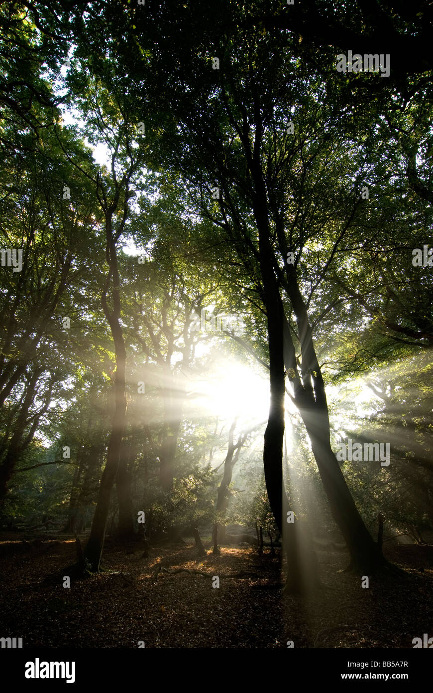 Light breaking through forest trees hi-res stock photography and images ...