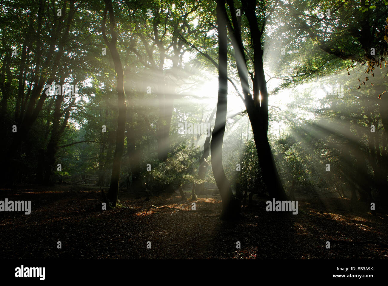 Sunlight trees woods hampshire hi-res stock photography and images - Alamy