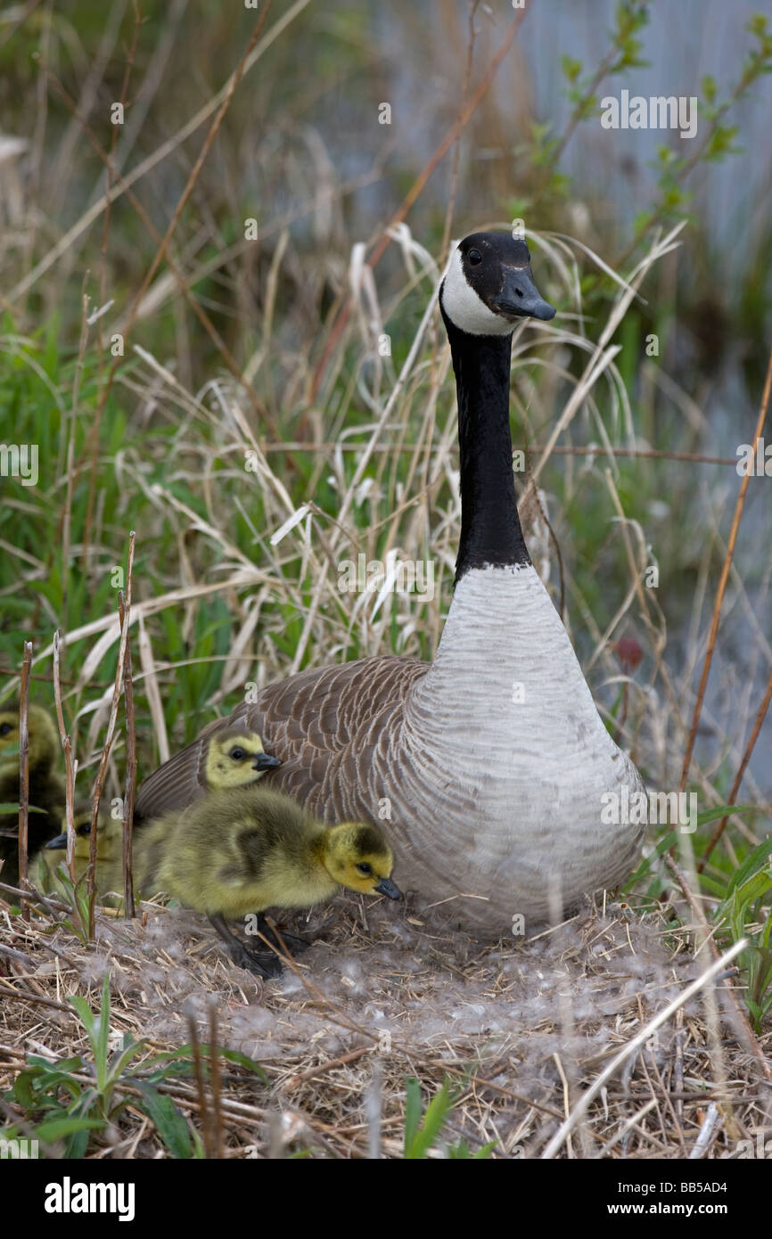 Canada Goose (Branta canadensis) Mother on nest with young - New York ...