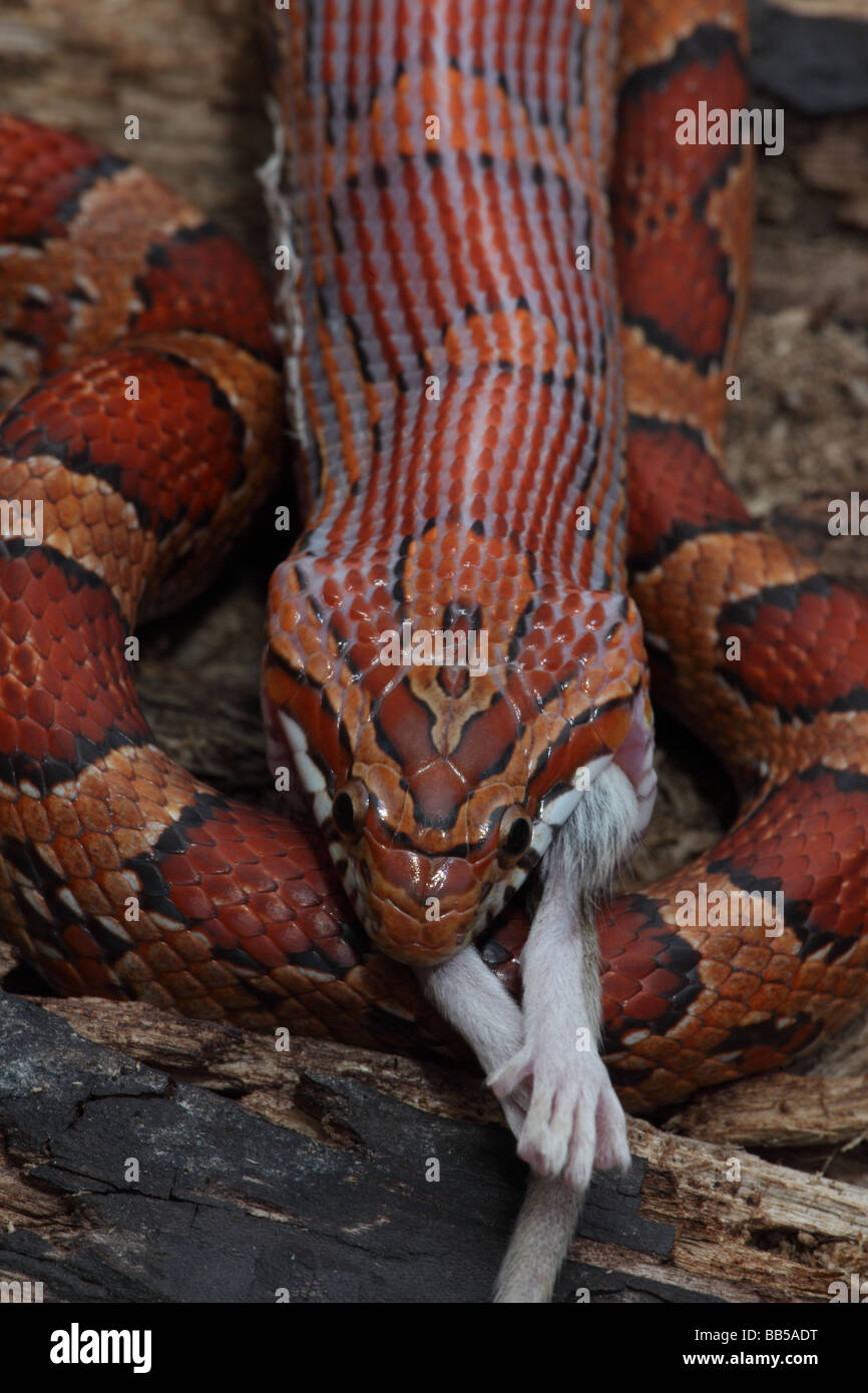 A corn snake eating a mouse hi-res stock photography and images - Alamy