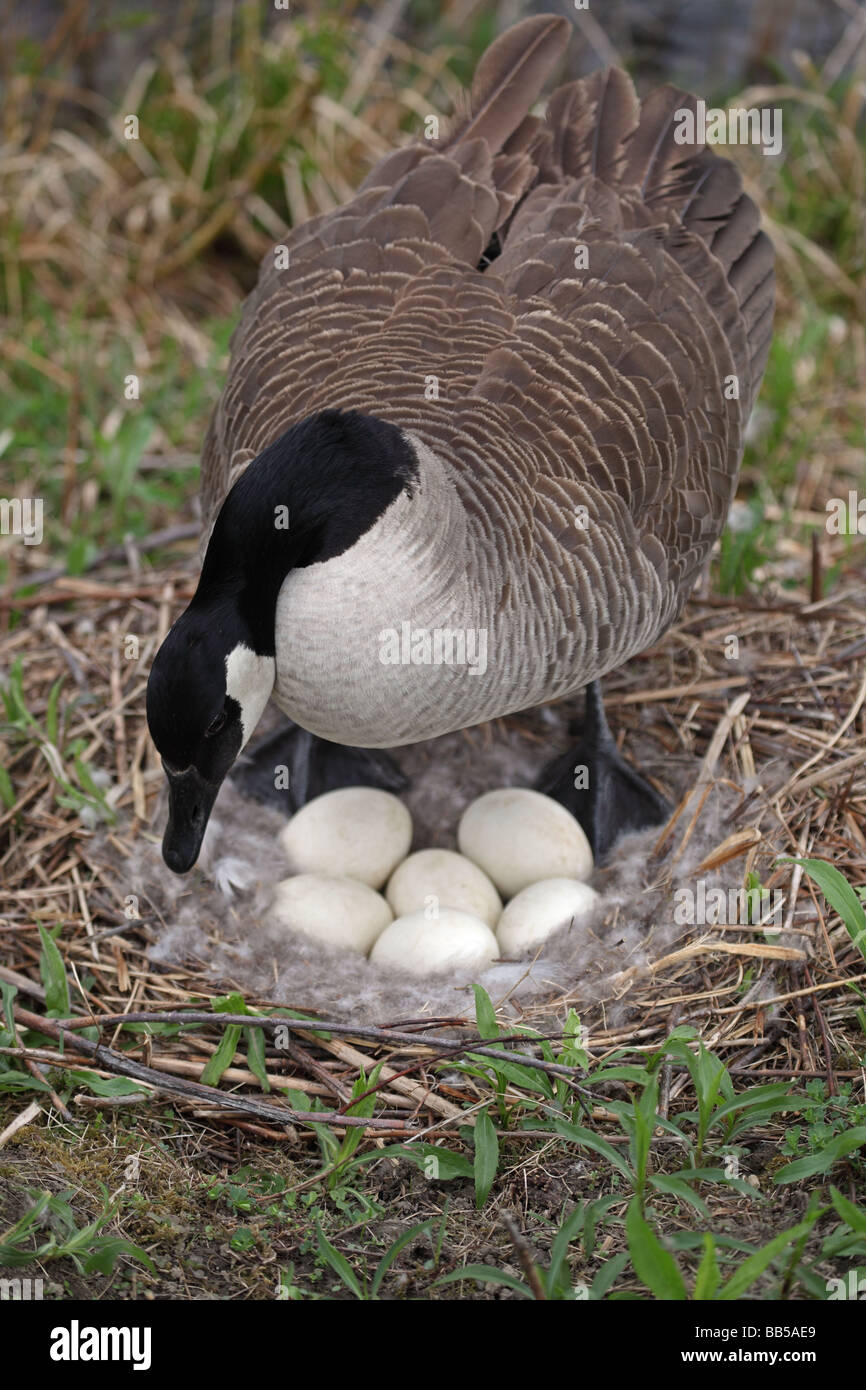 Canada Goose (Branta canadensis) Mother on nest with eggs - New York ...