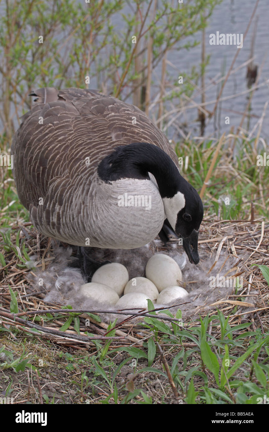 Canada Goose (Branta canadensis) Mother on nest with eggs - New York ...