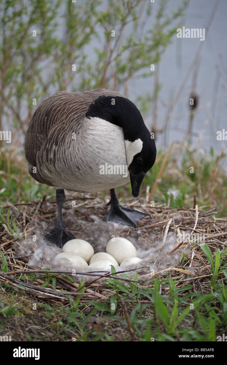 Canada Goose (Branta canadensis) Mother on nest with eggs - New York ...